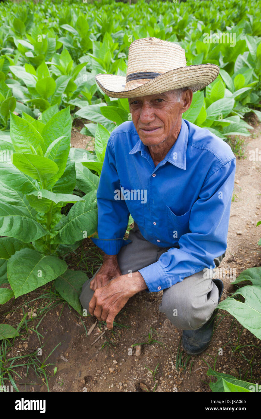 Cuba, Pinar del Rio Province, San Luis, Alejandro Robaina Tobacco ...