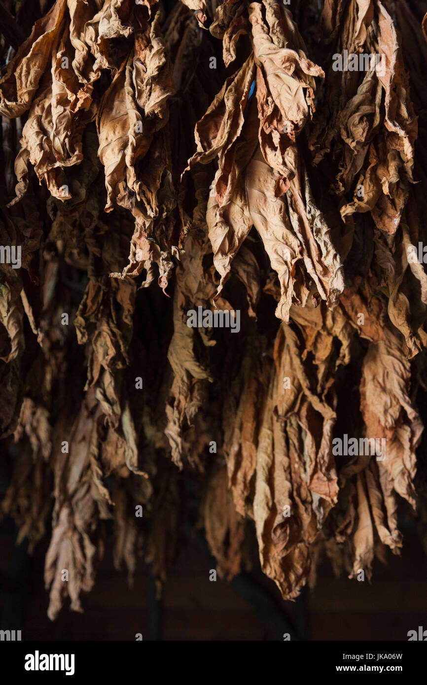 Cuba, Pinar del Rio Province, San Luis, Alejandro Robaina Tobacco ...
