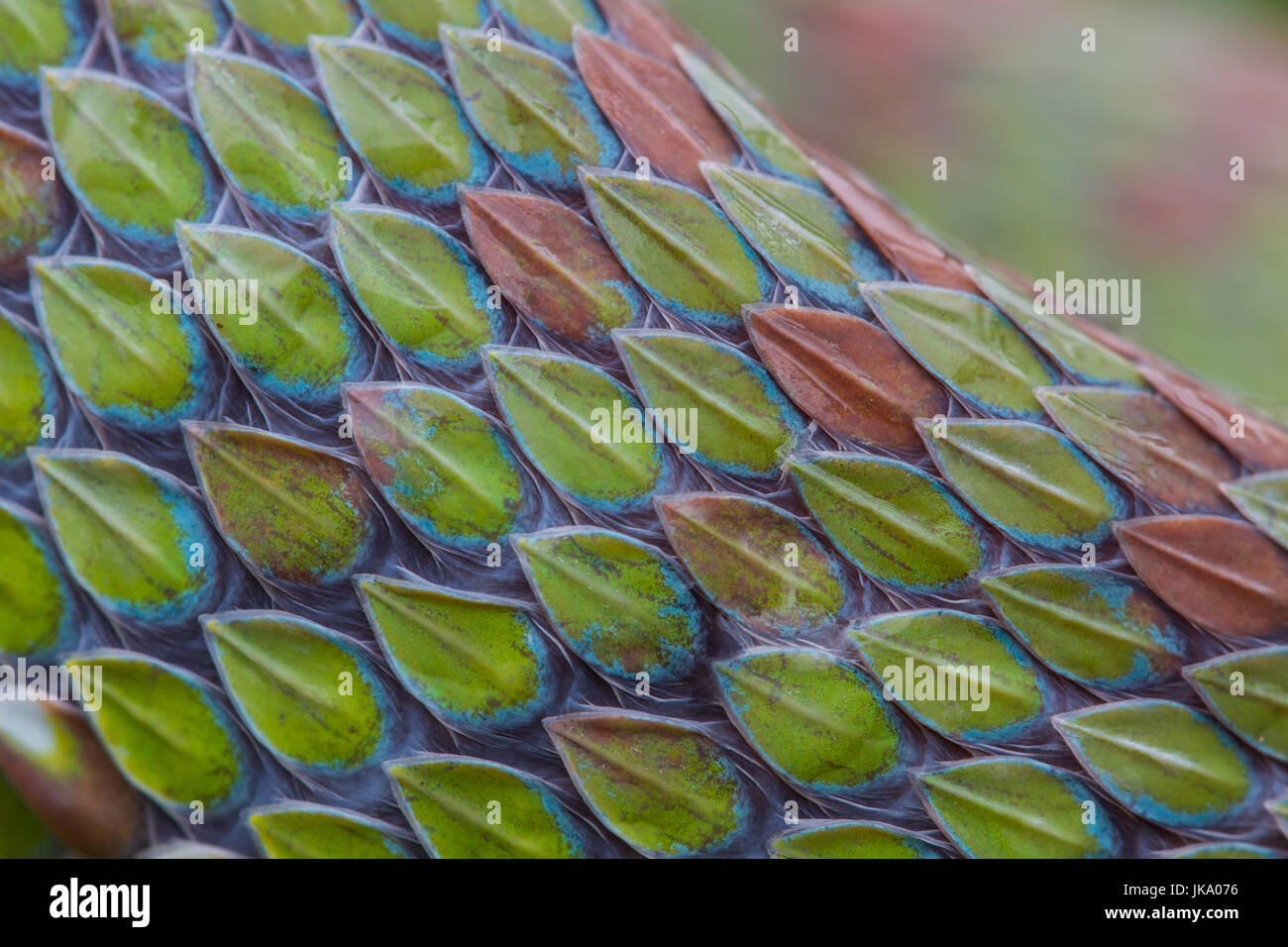 close up of snake skin texture in nature, use for background Stock ...