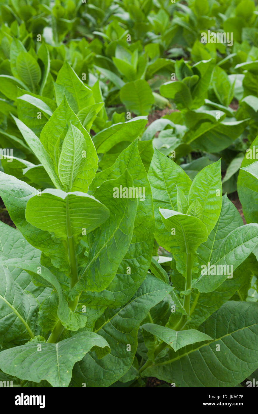 Cuba, Pinar del Rio Province, San Luis, Alejandro Robaina Tobacco ...