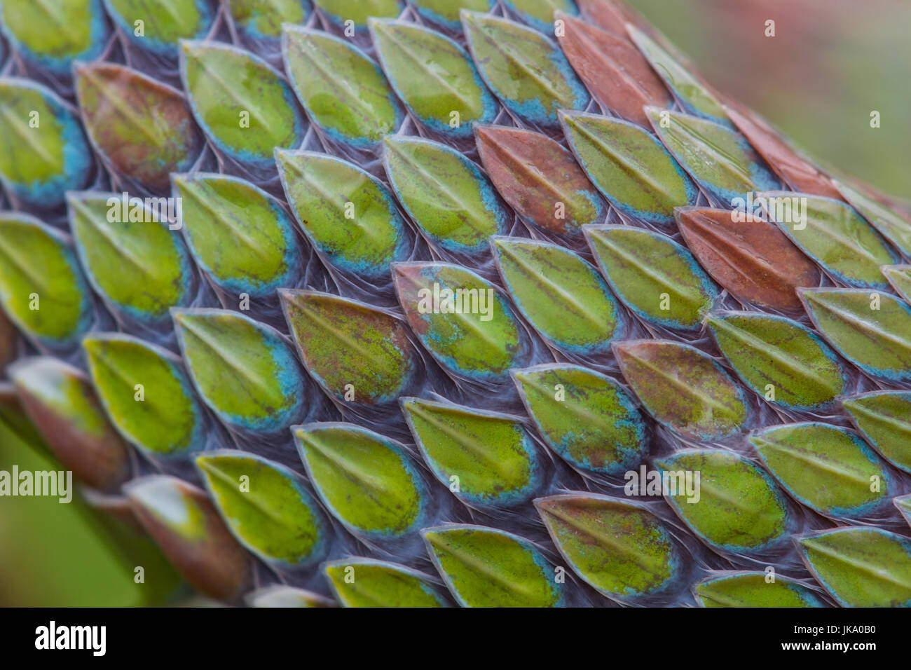 close up of snake skin texture in nature, use for background Stock ...