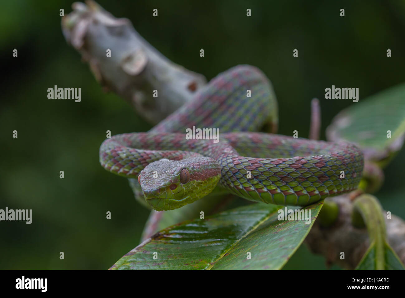 Close up Pitviper snake in nature from Thailand Stock Photo - Alamy