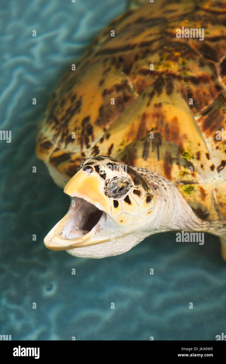 Turtle Bay Resort Stock Photos & Turtle Bay Resort Stock Images - Alamy