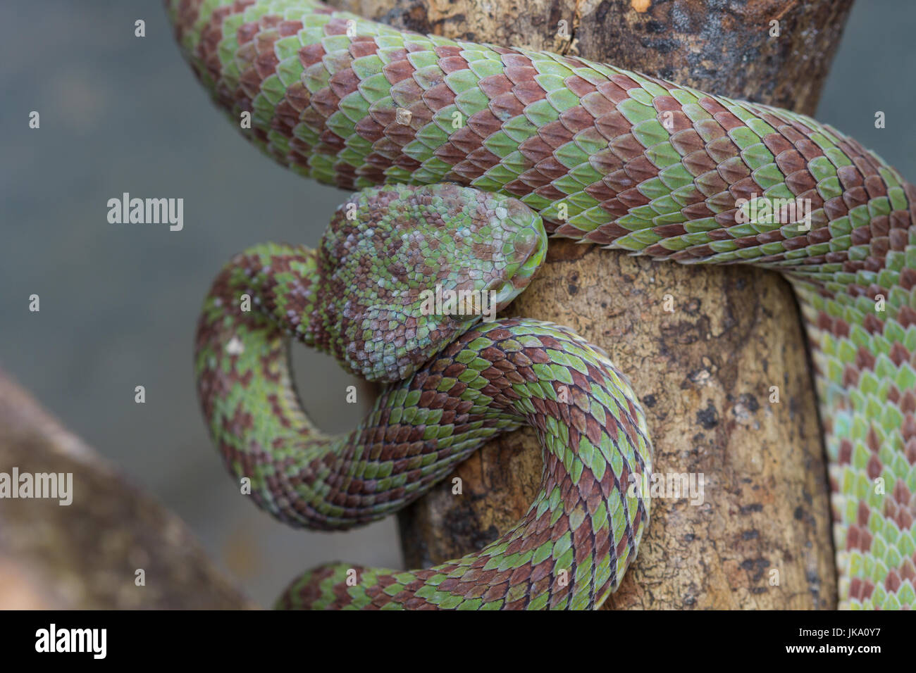 Close up Venus' Pitviper snake (Cryptelytrops venustus) from Thailand ...