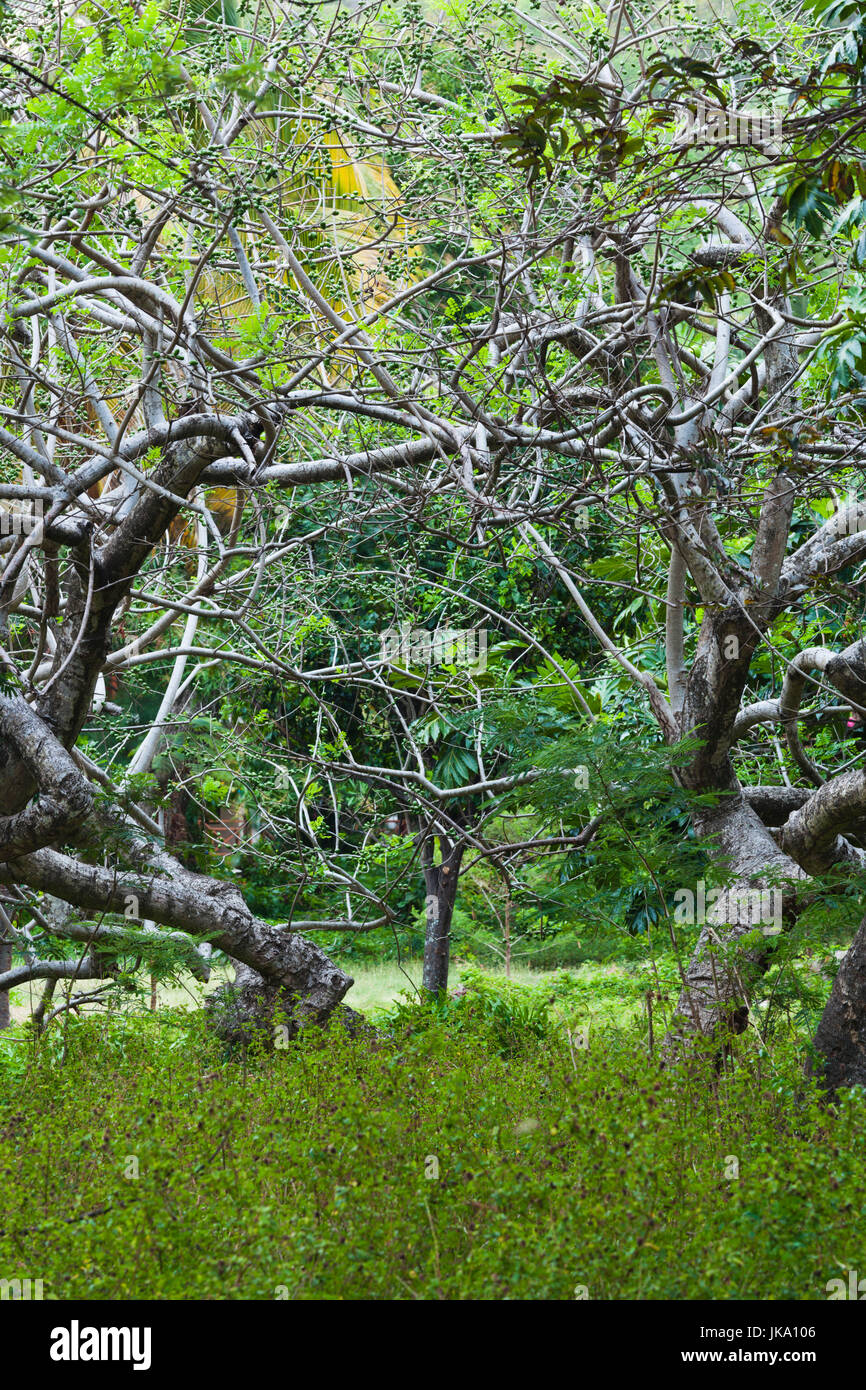 Bay trees hi-res stock photography and images - Alamy