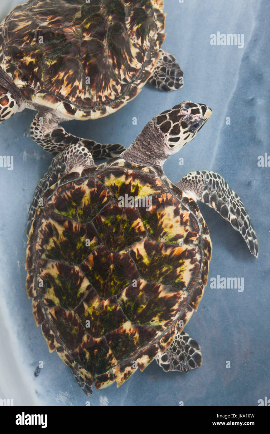 St. Vincent and the Grenadines, Bequia, Park Bay, Old Hegg Sea Turtle ...
