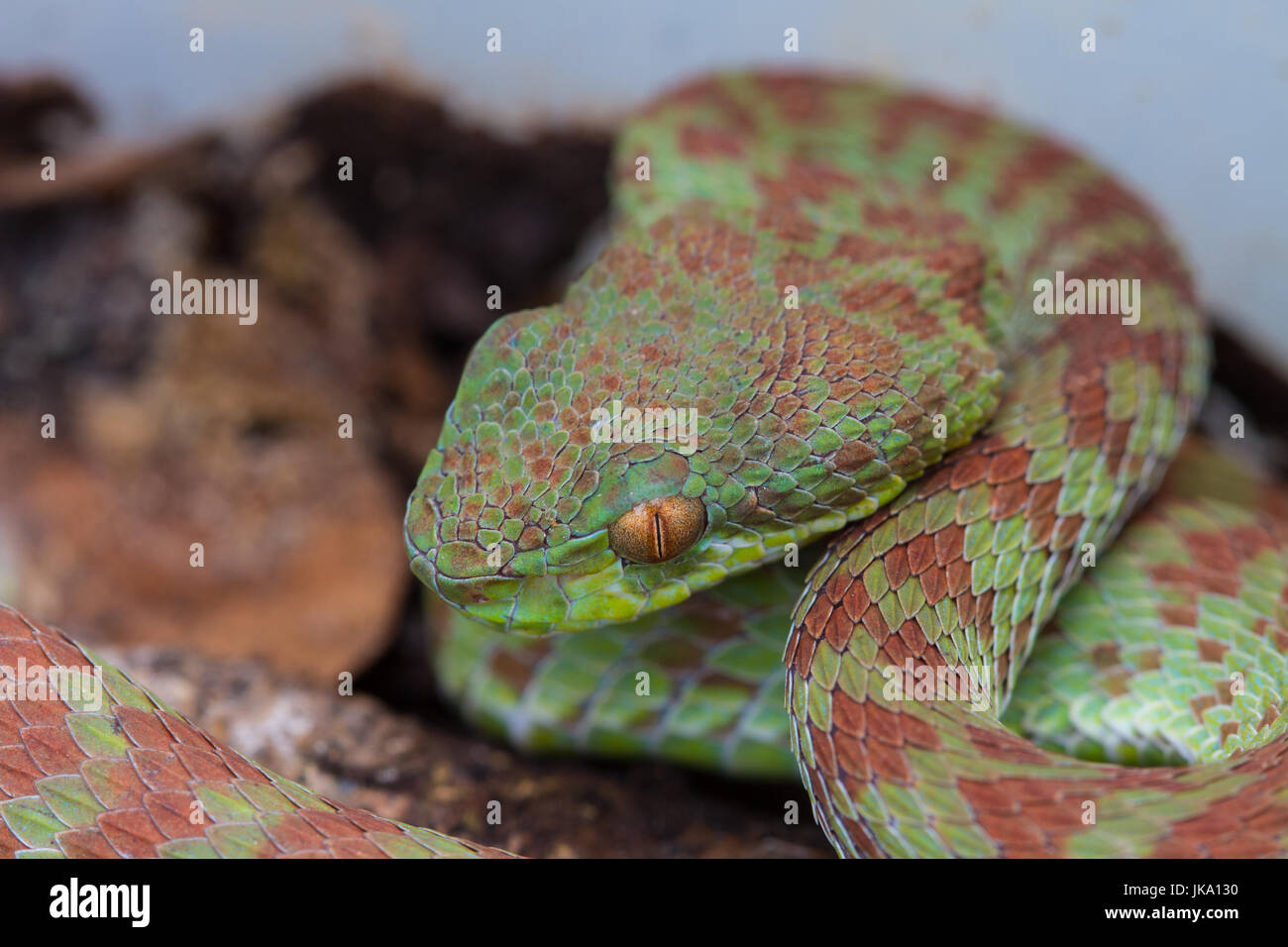 Close up Venus' Pitviper snake (Cryptelytrops venustus) from Thailand ...