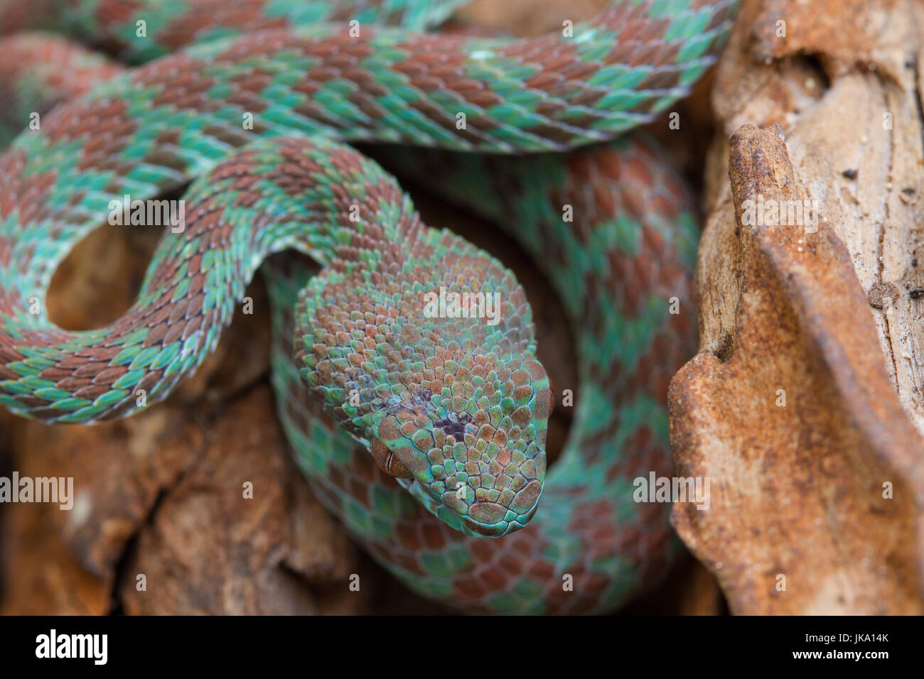 Close up Venus' Pitviper snake (Cryptelytrops venustus) from Thailand ...