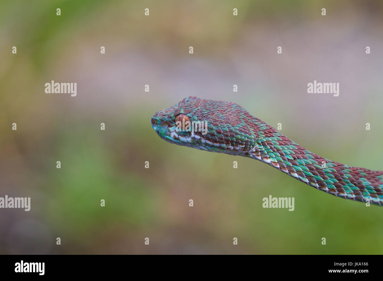 Close up Venus' Pitviper snake (Cryptelytrops venustus) from Thailand ...