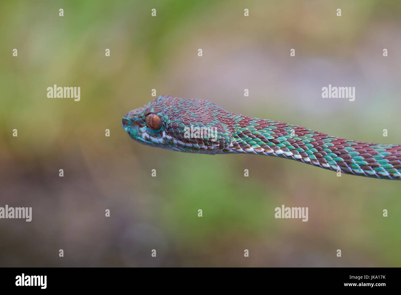 Venus pitviper hi-res stock photography and images - Alamy
