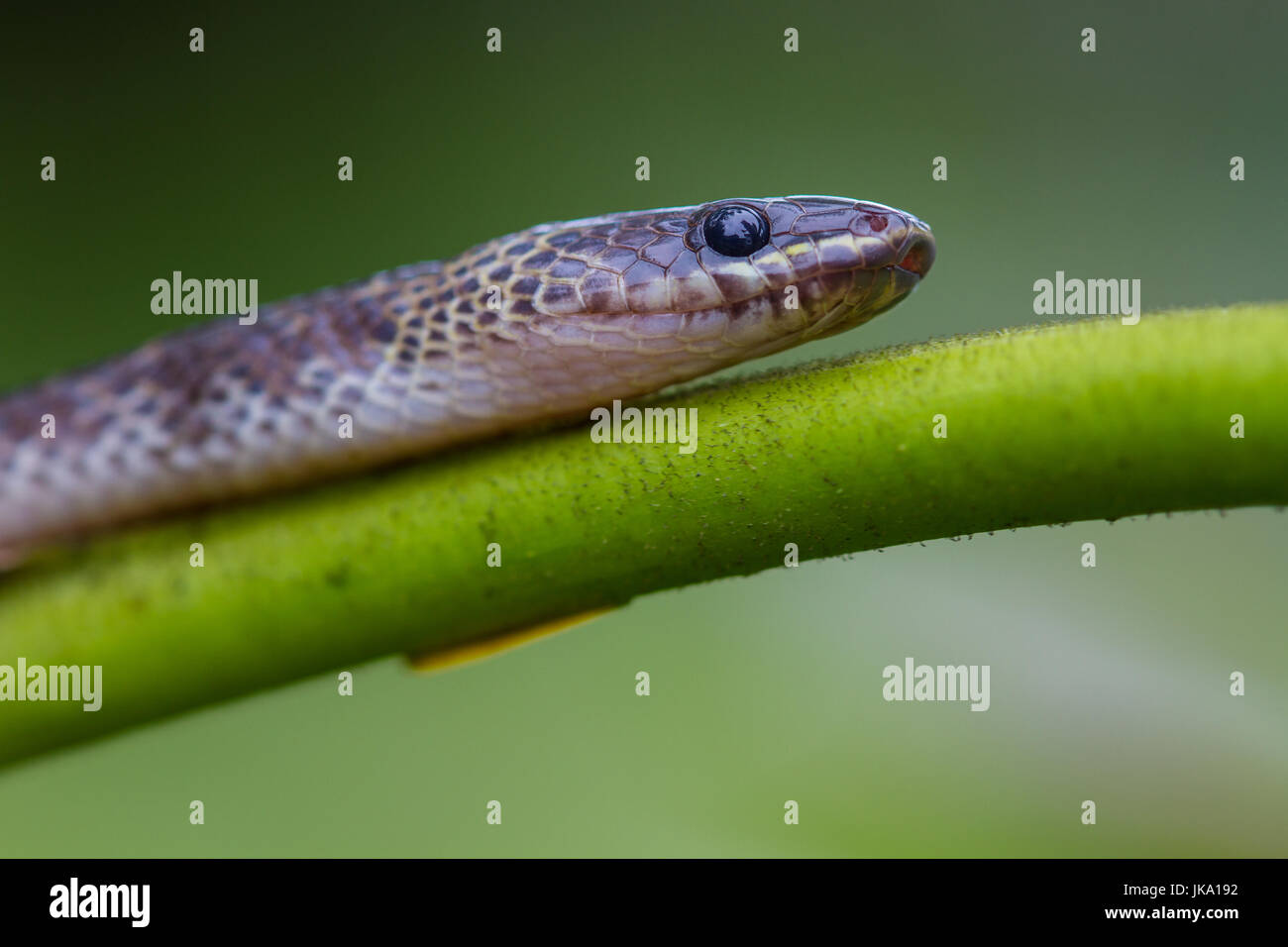 Close up Blue Krait snake ( Bungarus candidus) in nature from Thailand ...