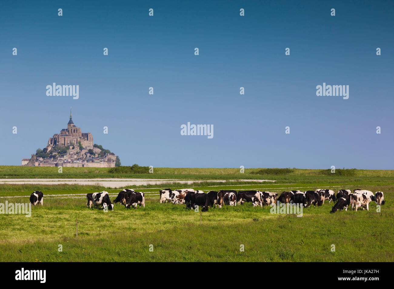 Normandy cattle hi-res stock photography and images - Alamy
