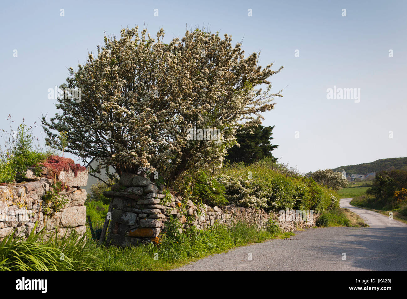 France, Normandy Region, Manche Department, Goury, stone wall Stock ...