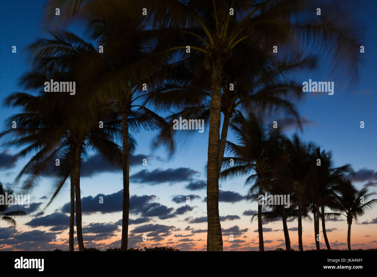 USA, Miami Beach, South Beach, palms, dawn Stock Photo - Alamy