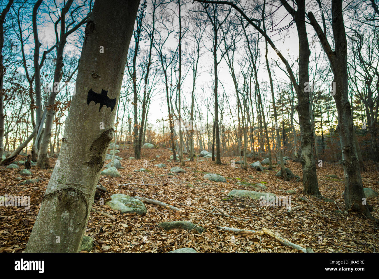USA, Massachusetts, Gloucester, Dogtown woods with Batman symbol Stock ...