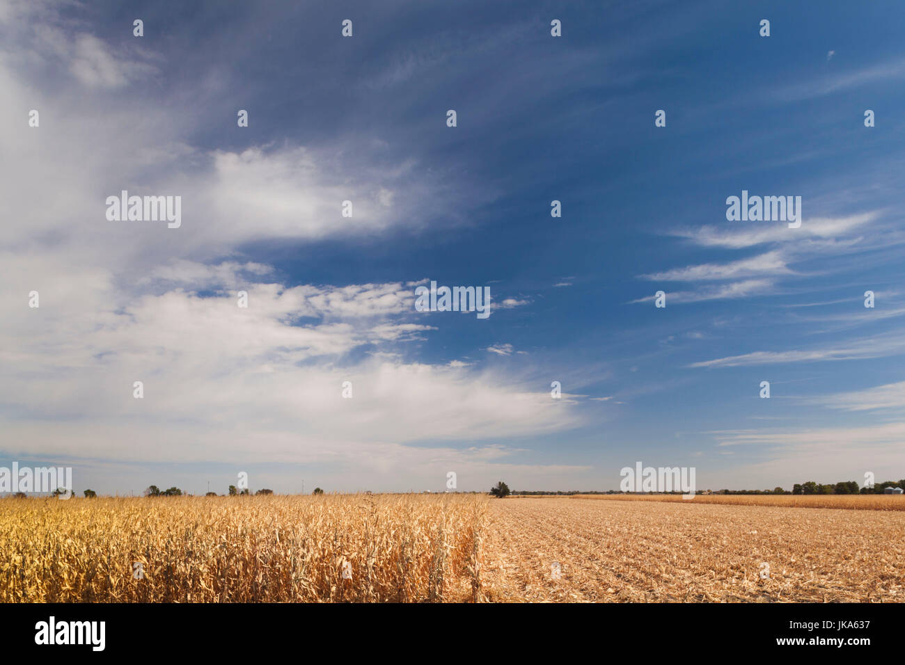 USA, Nebraska, North Platte, wheat field Stock Photo - Alamy