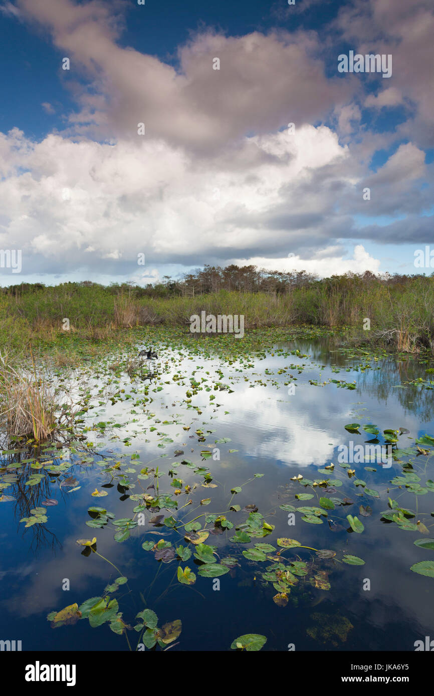 Florida everglades hi-res stock photography and images - Alamy