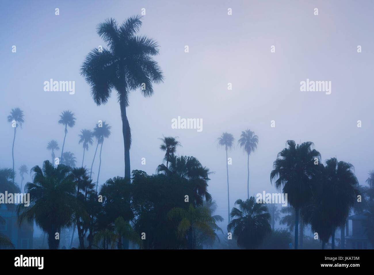 USA, Florida, Everglades National Park, Everglades City, morning fog ...