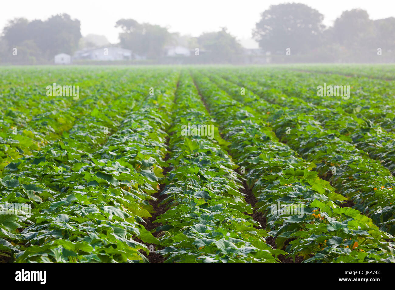 Homestead farm hi-res stock photography and images - Alamy