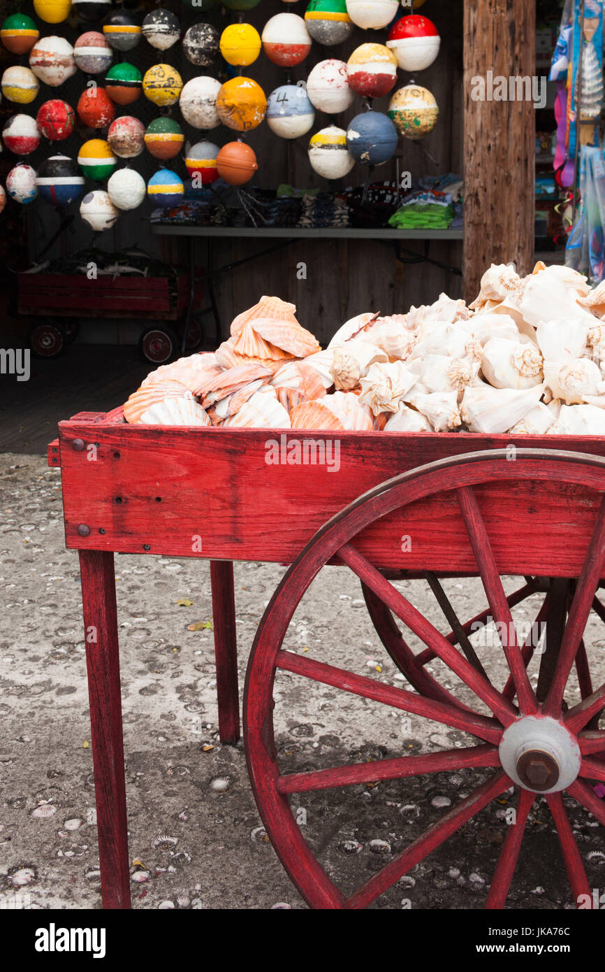 USA, Florida, Florida Keys, Key West, seashells Stock Photo - Alamy