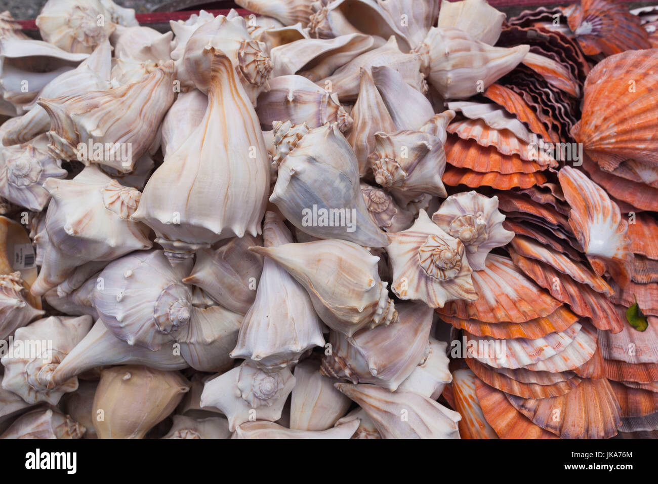 USA, Florida, Florida Keys, Key West, seashells Stock Photo - Alamy