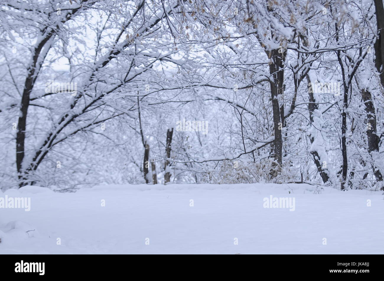 Winter winter winter winter forrest hi-res stock photography and images ...
