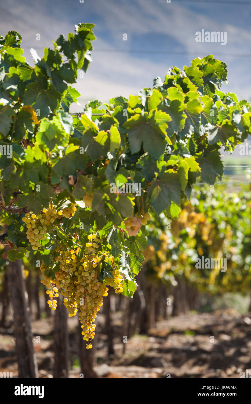 Chile, Elqui Valley, El Tambo, vineyard with grapes used in the ...
