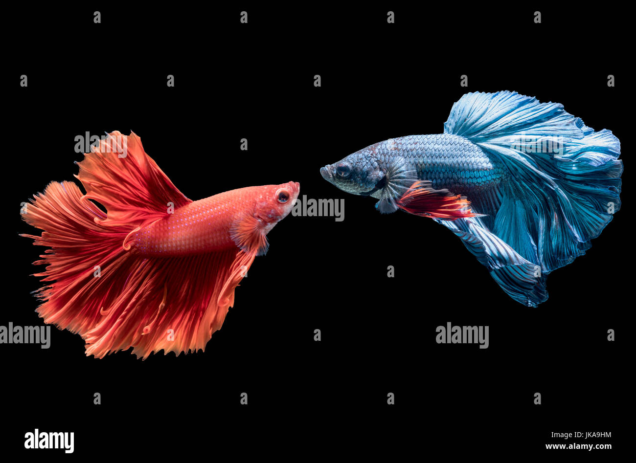 Aciton fighting between blue and red siamese fighting fish, betta ...