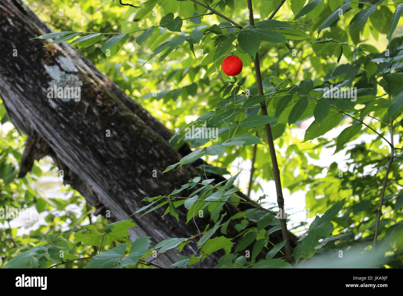 Bobber in a tree a long the wolf river Stock Photo - Alamy