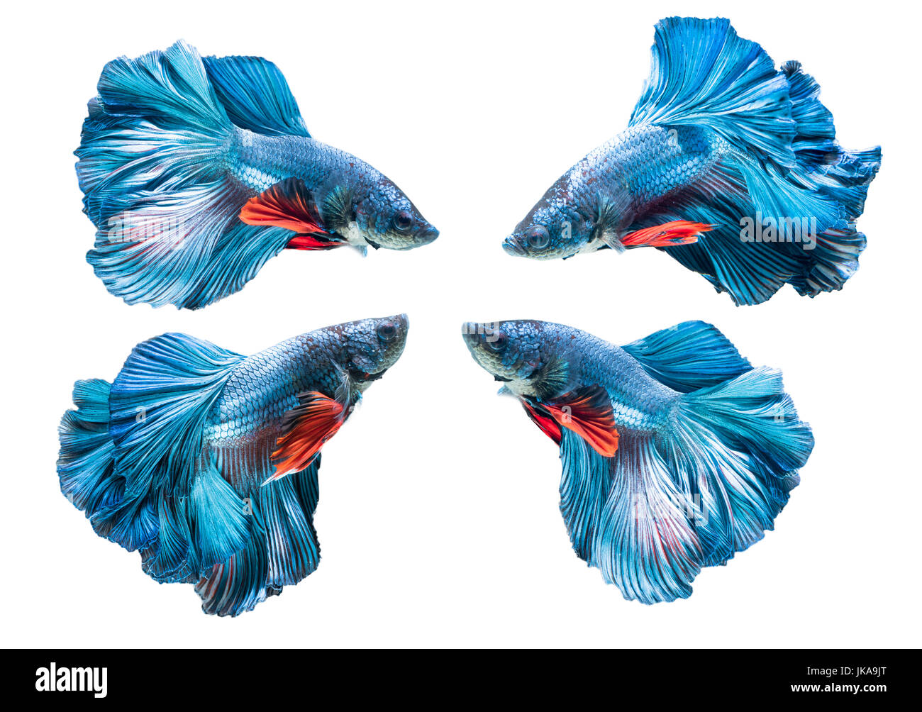 Blue siamese fighting fish hi-res stock photography and images - Alamy