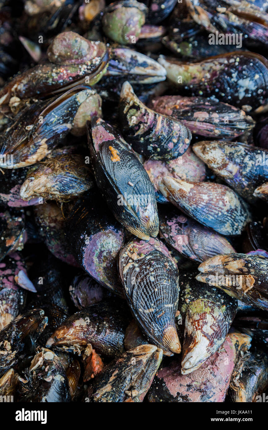 Chile, Los Lagos Region, Puerto Montt, Angelmo harbor market, mussels ...