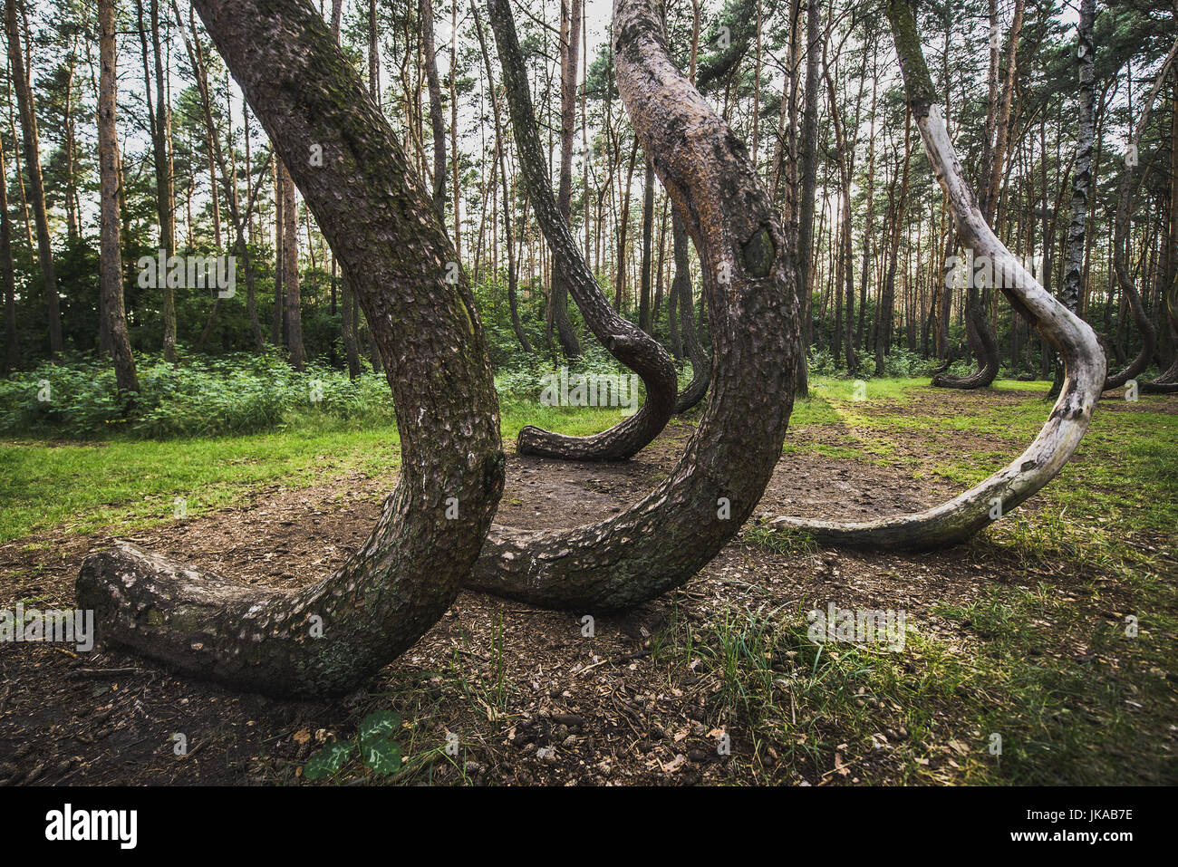 Crooked Forest Of Gryfino High Resolution Stock Photography and Images ...