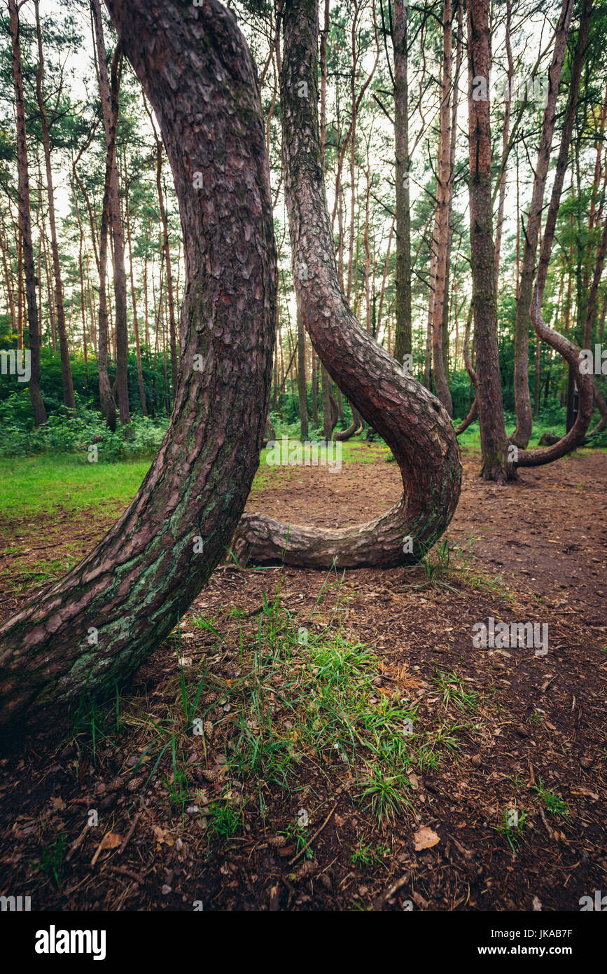 Crooked forest of gryfino hi-res stock photography and images - Alamy