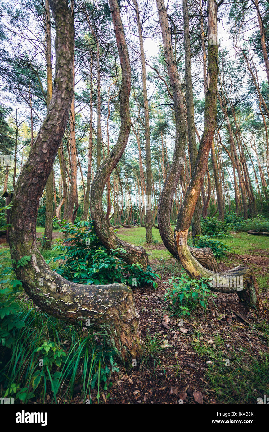 Crooked forest of gryfino hi-res stock photography and images - Alamy