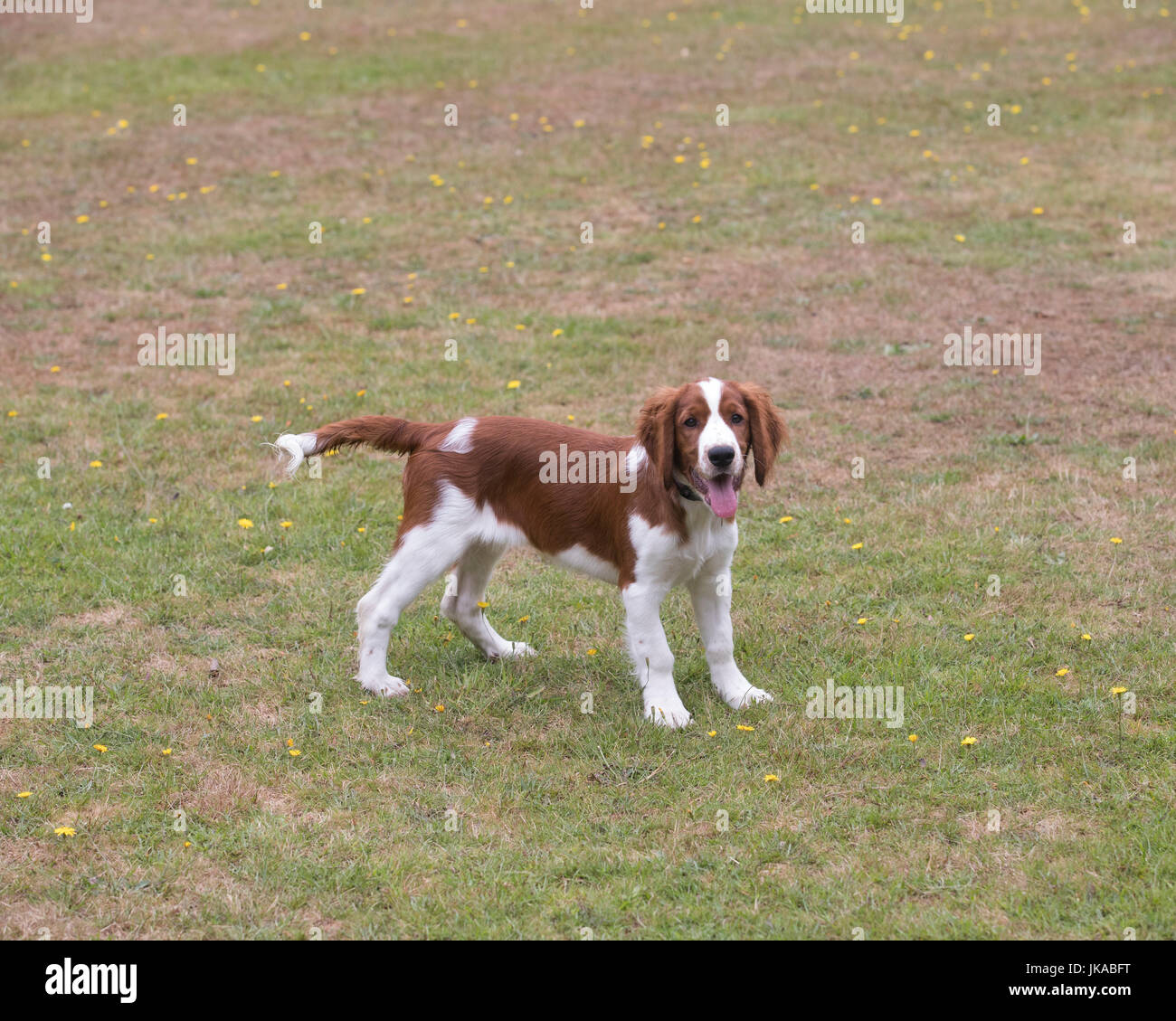A 14 week old pedigree Welsh Springer Spaniel puppy Stock Photo - Alamy
