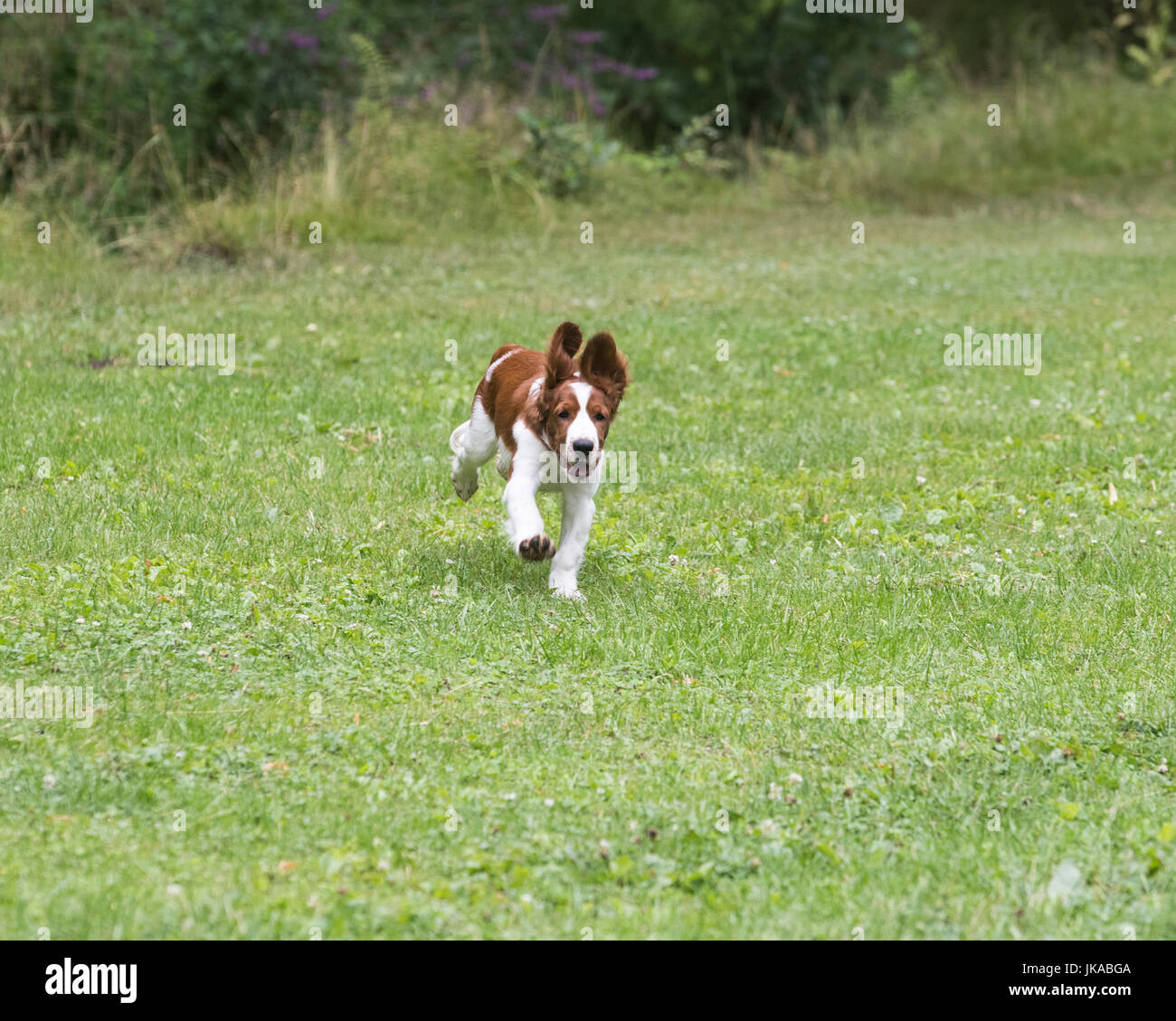 A 14 week old Welsh Springer Spaniel puppy running towards the camera ...