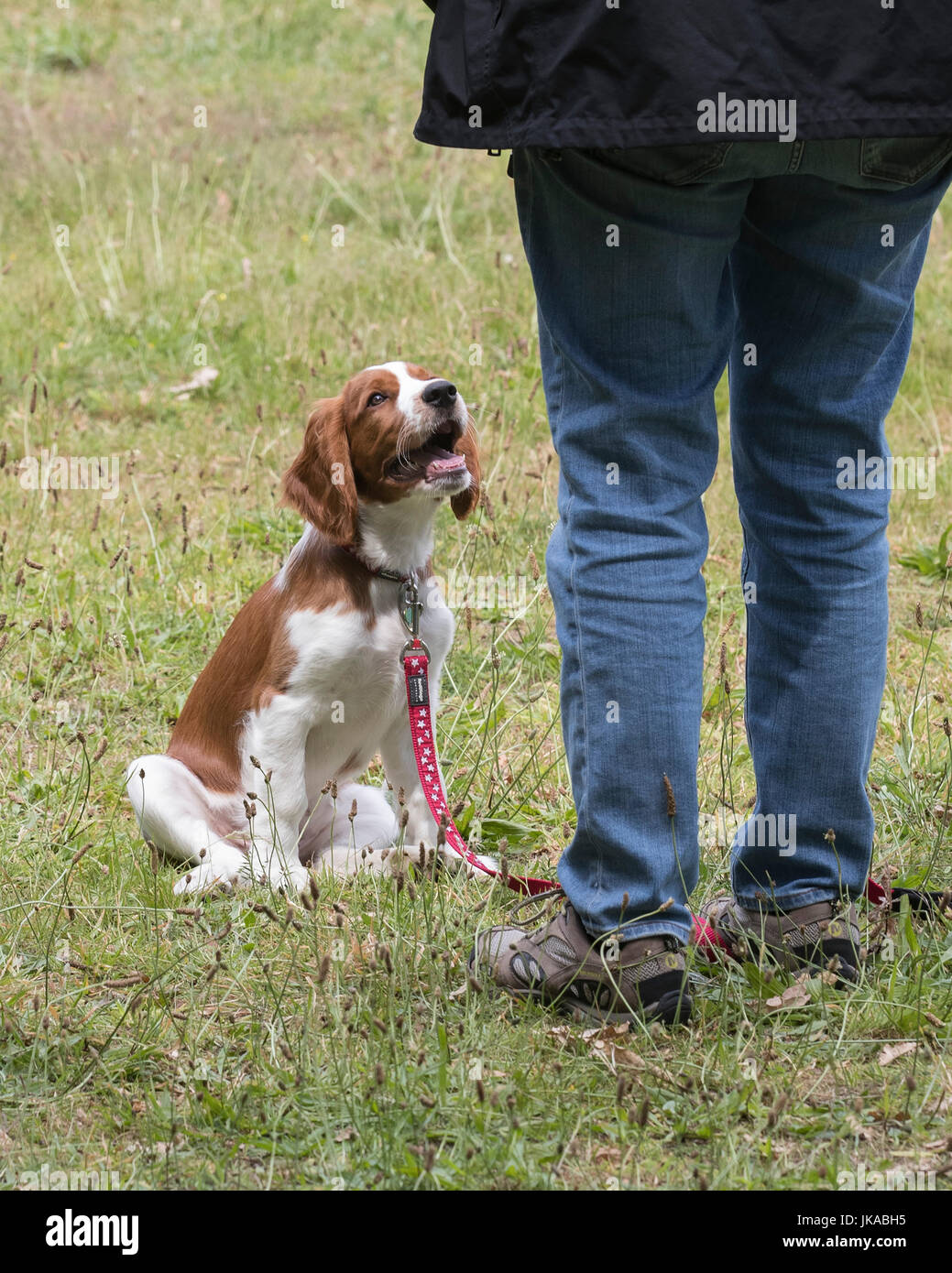 Welsh Springer Spaniel Hunting