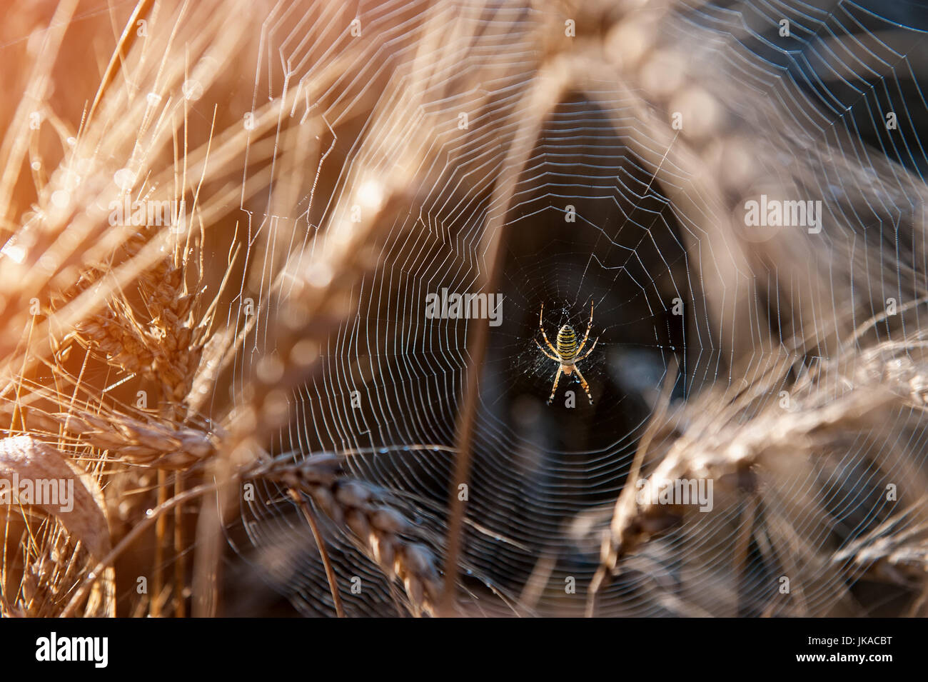 Harvest spider hi-res stock photography and images - Alamy