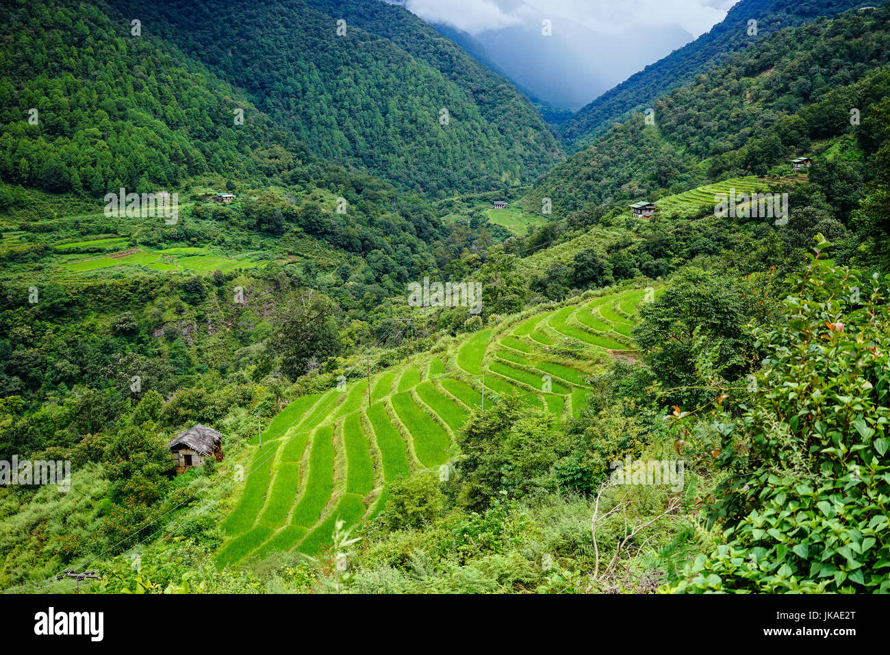 Terraced rice field on mountain in Kingdoom of Bhutan. Bhutan is a ...