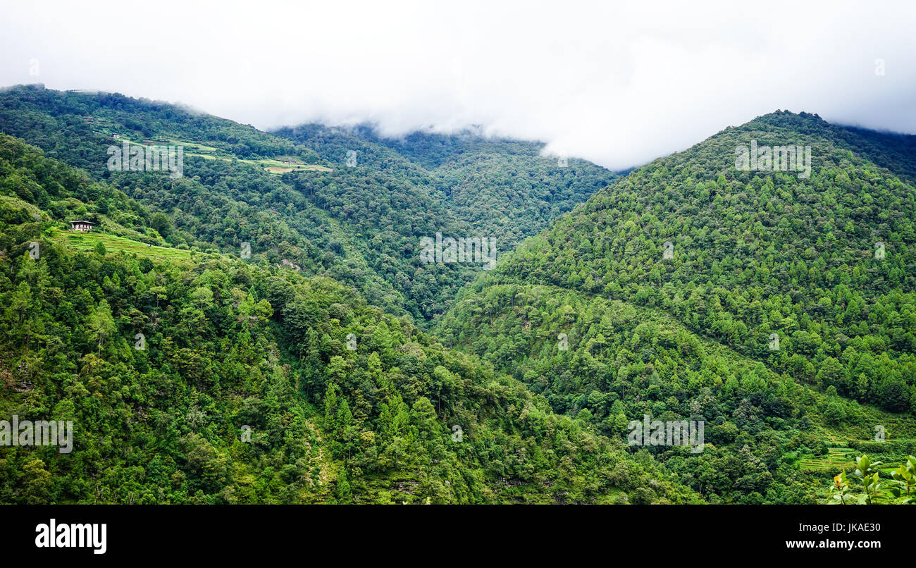 Mountain scenery with pine tree forest in Kingdoom of Bhutan. Bhutan is ...