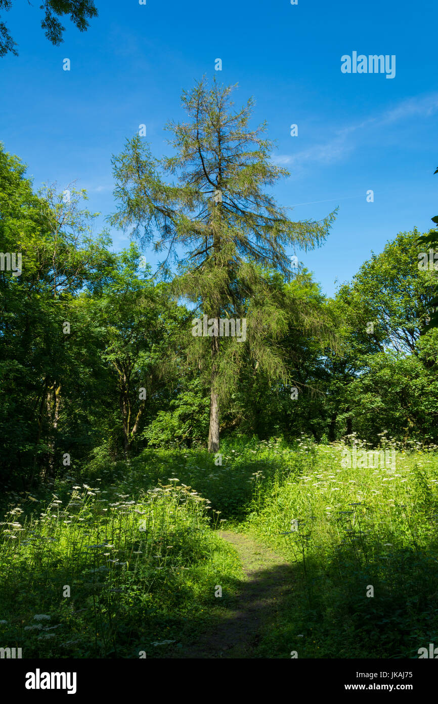 Larch tree england hi-res stock photography and images - Alamy