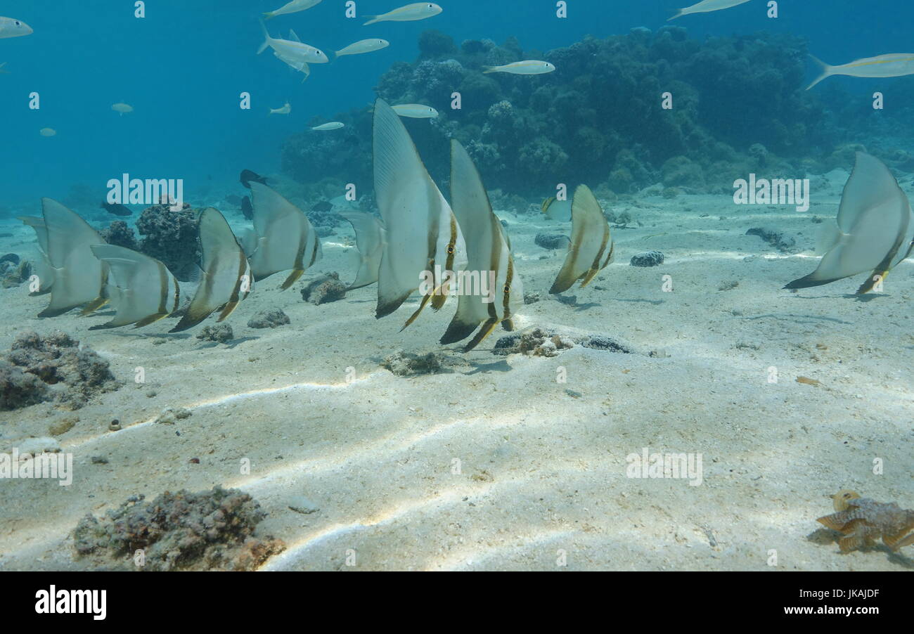 Tropical fish orbicular batfish, Platax orbicularis, underwater in the ...
