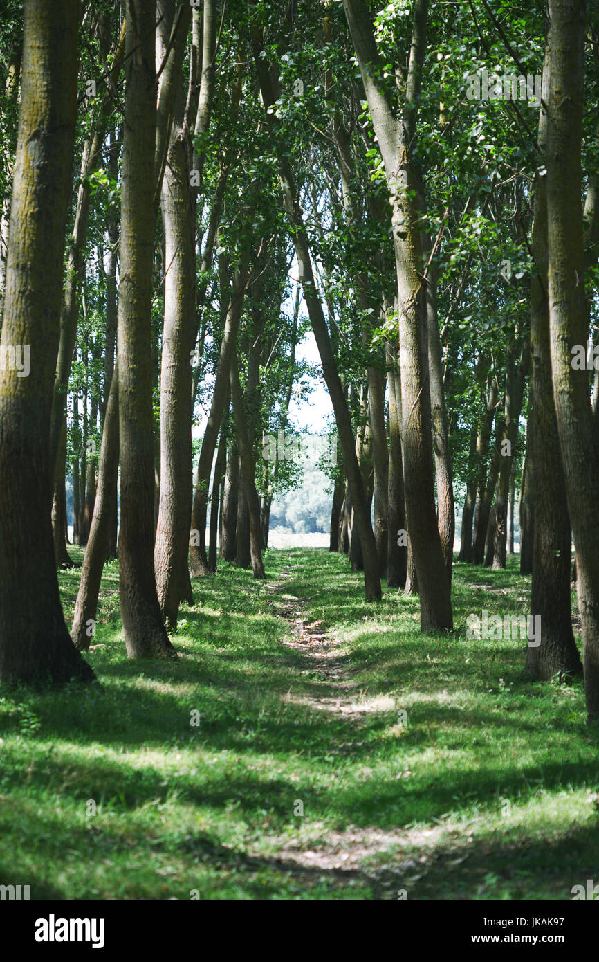 vertical perspective view of tall trees row with field of grass Stock ...