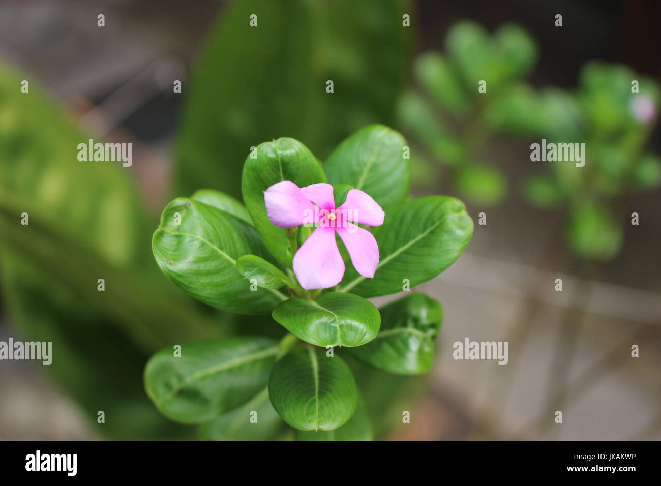 Poisha Flower in Bangladesh Stock Photo - Alamy