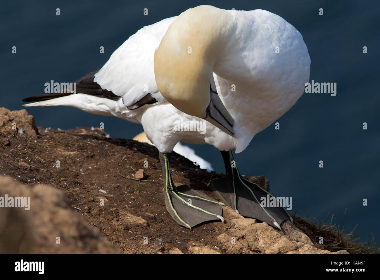 Troup head scotland hi-res stock photography and images - Alamy