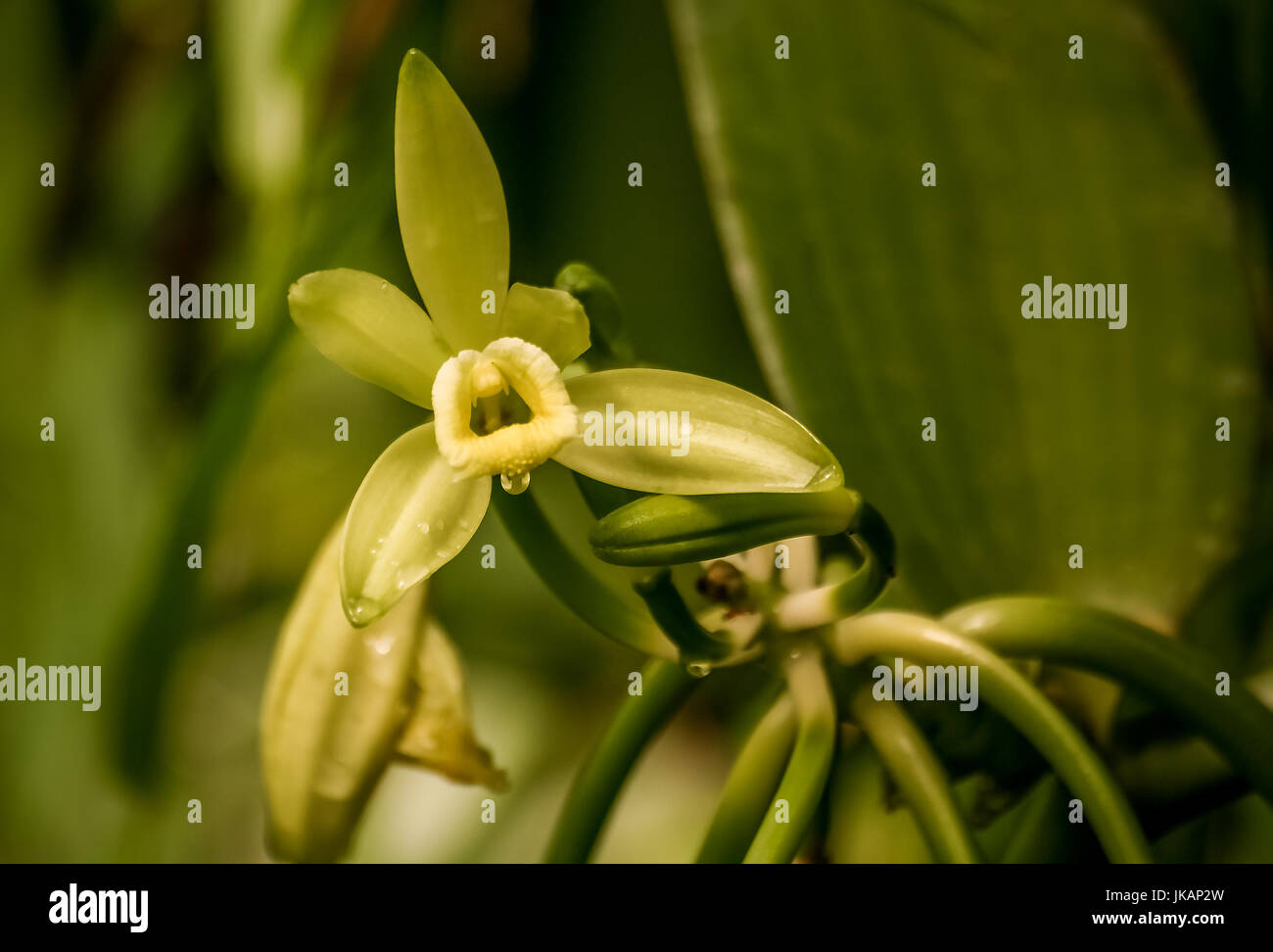 Vanilla planifolia, orchid flower of vanilla from Madagascar Stock ...