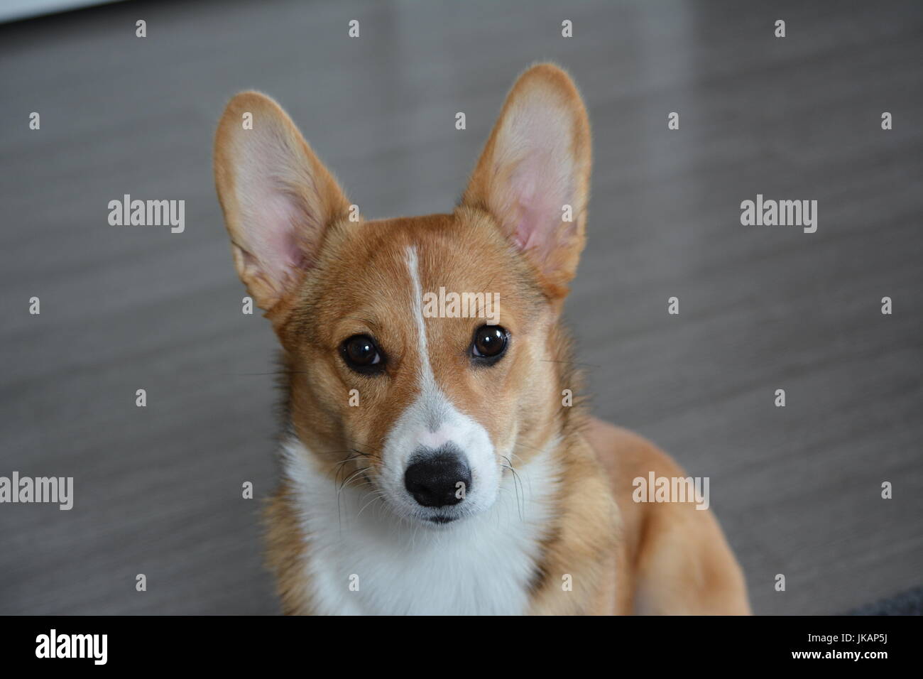 A red sable Pembroke Welsh Corgis, 6 months old, against a grey ...