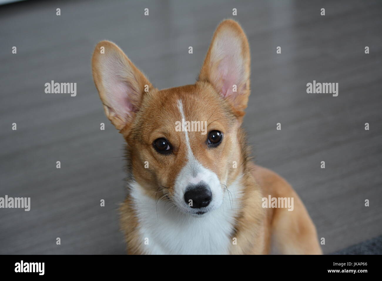 A red sable Pembroke Welsh Corgis, 6 months old, against a grey ...