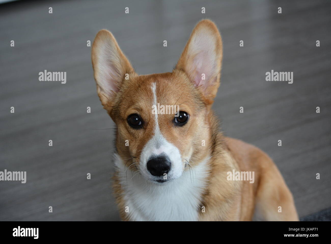 A red sable Pembroke Welsh Corgis, 6 months old, against a grey ...