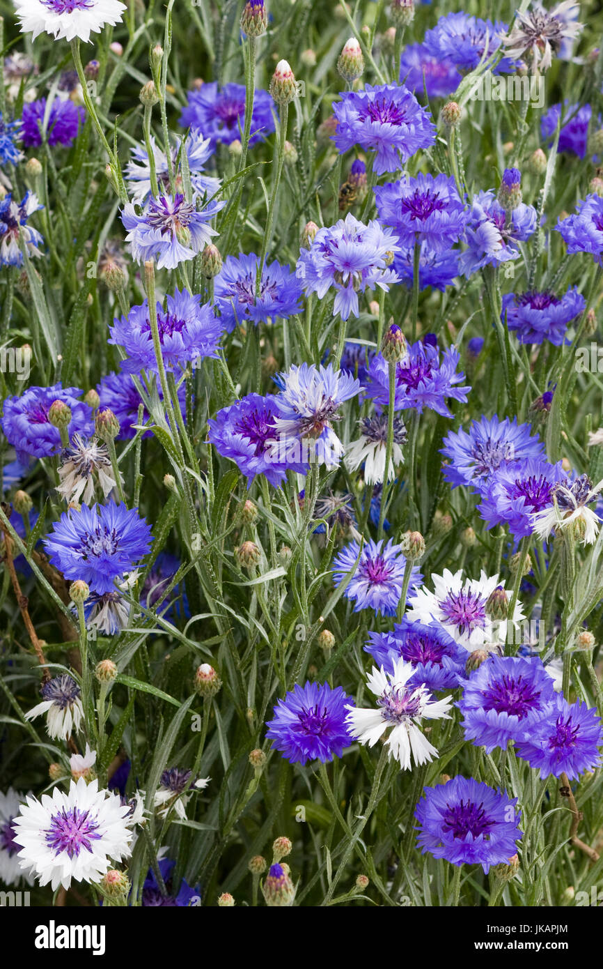 corn flowers in the garden Stock Photo - Alamy